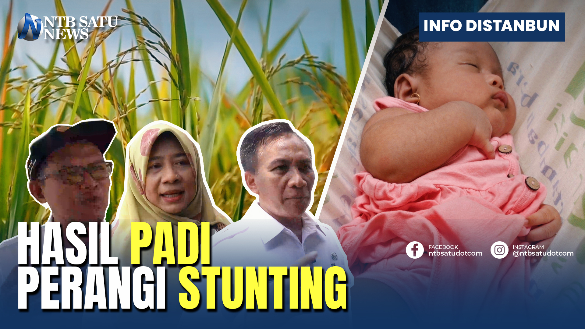 NTB Terus Kembangkan Padi Inpari Nutri Zinc untuk Perangi Stunting ...