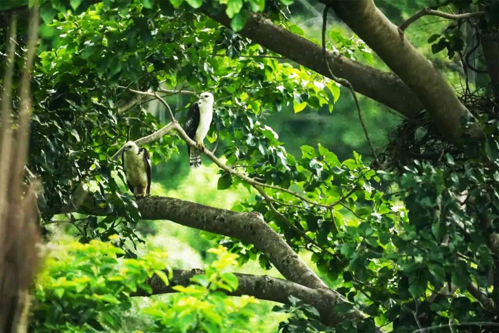 Alih Fungsi Hutan di Bima, Ahli Biologi Amerika Prihatin Elang Flores ...