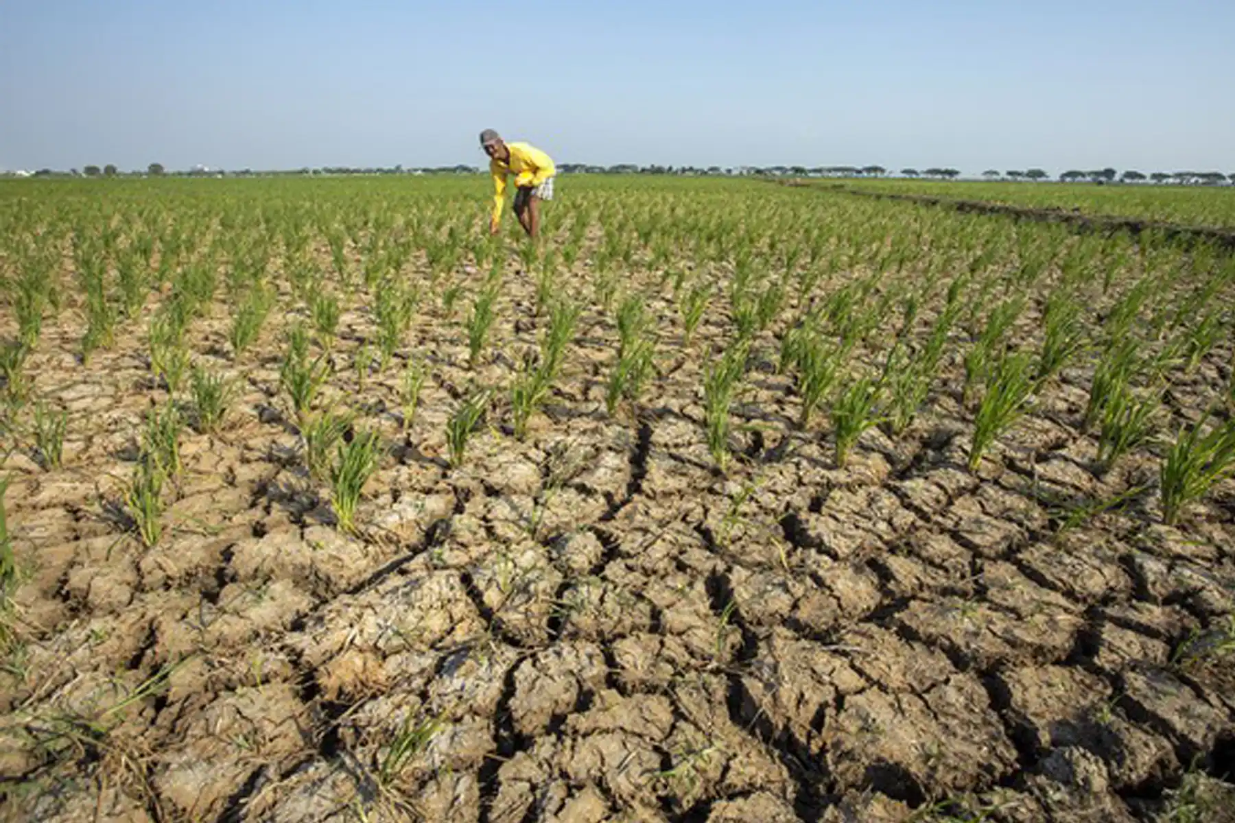 BMKG Prediksi Awal dan Puncak Musim Kemarau 2025, NTB Datang Lebih Lambat - NTBSatu